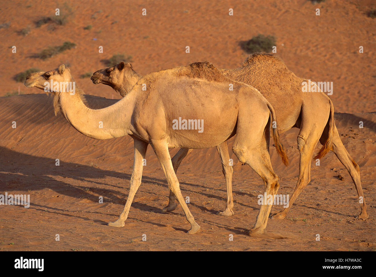 Dromedary (Camelus dromedarius) camel pair walking, Oman Stock Photo ...