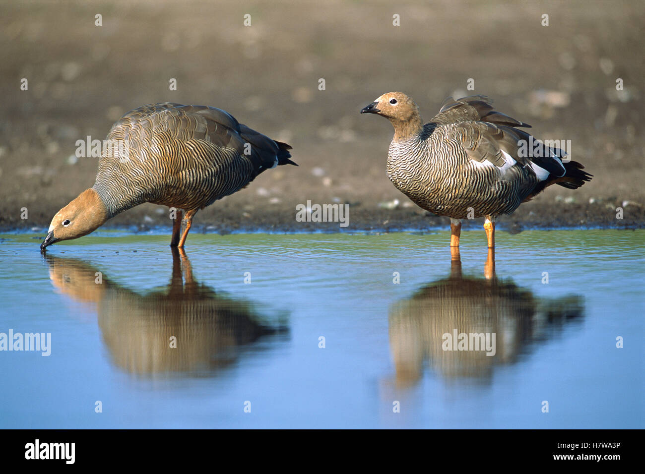 Ruddy-headed Goose (Chloephaga rubidiceps) pair drinking, Sea Lion ...