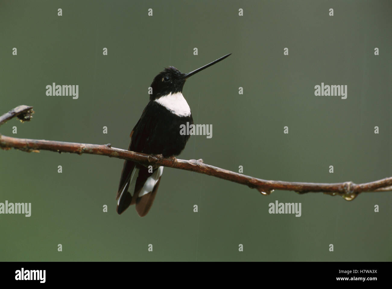 Collared Inca (Coeligena torquata) hummingbird male, Colombia Stock ...