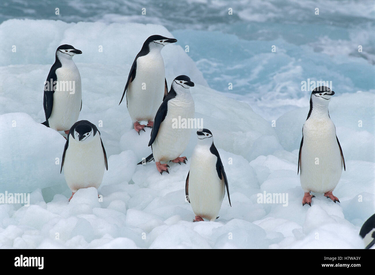 Chinstrap Penguin (Pygoscelis antarctica) group on ice, South Sandwich ...