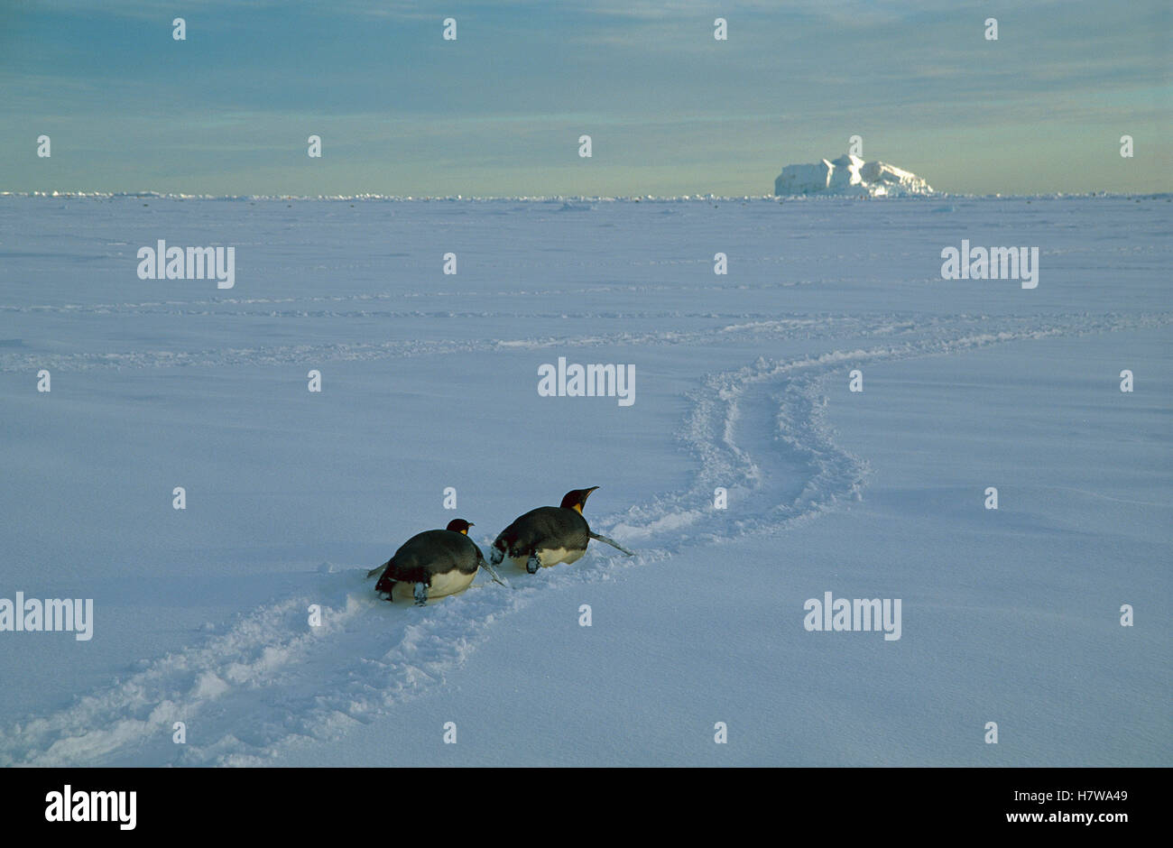 Emperor Penguin (Aptenodytes forsteri) pair tobogganing, Antarctica ...