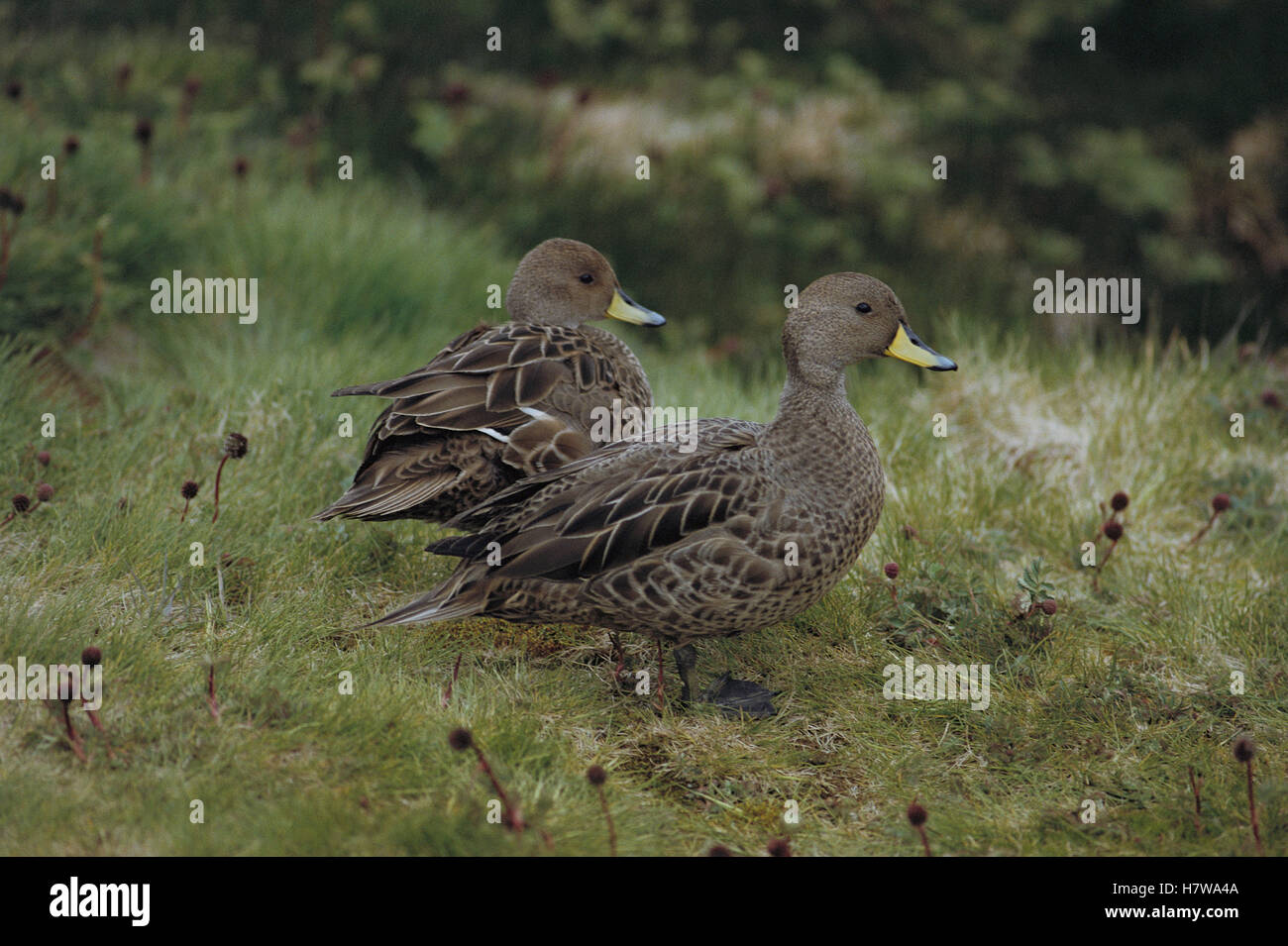 Yellow-billed Pintail (Anas georgica) ducks, South Georgia Island ...