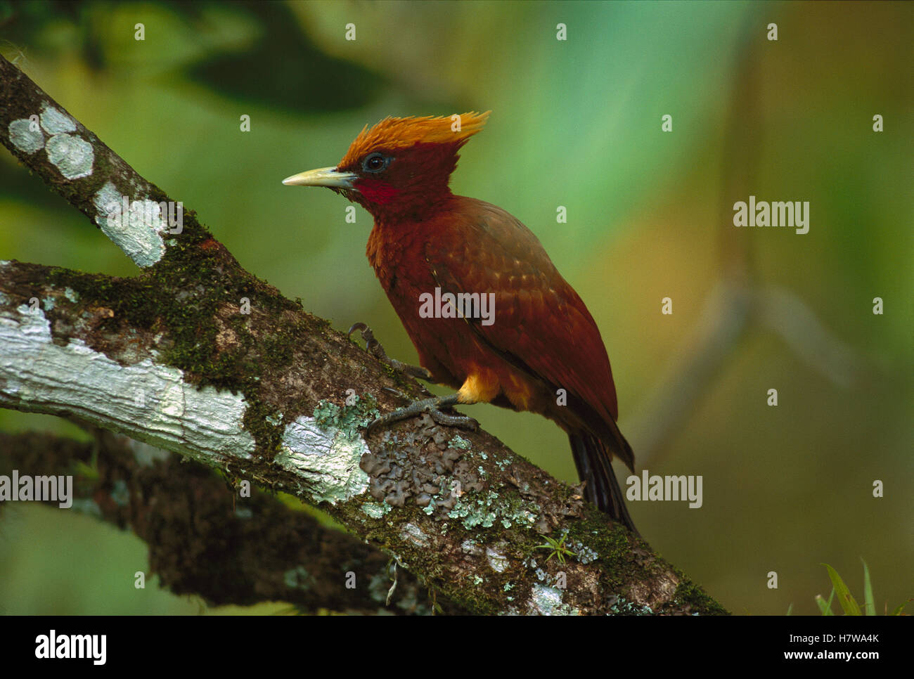 Chestnut Woodpecker (Celeus elegans), Trinidad Stock Photo - Alamy