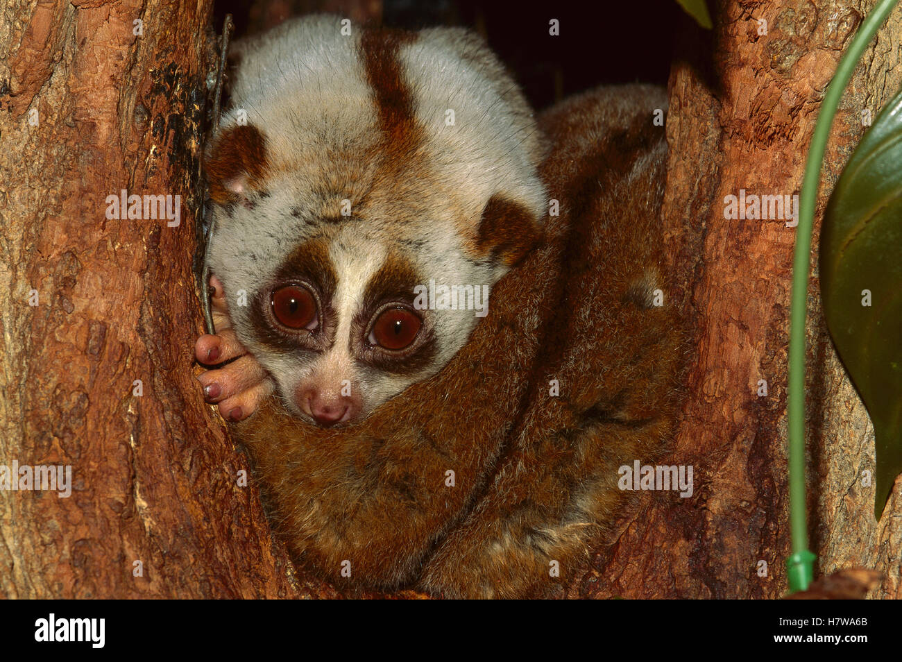Slow Loris (Nycticebus coucang) in tree hole, southeast Asia Stock ...