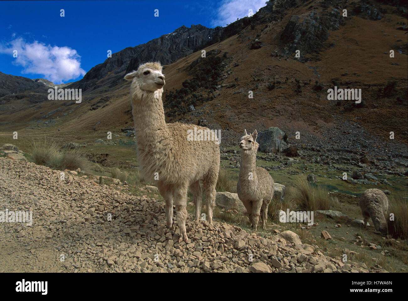 Alpaca (Lama pacos) pair on roadside, Huascaran National Park, Peru ...