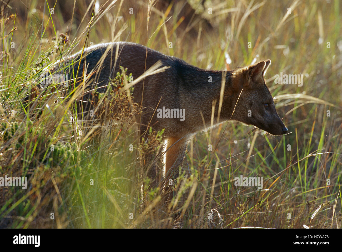 Hoary Fox (Lycalopex vetulus) in tall grass, Serra de Canastra National ...