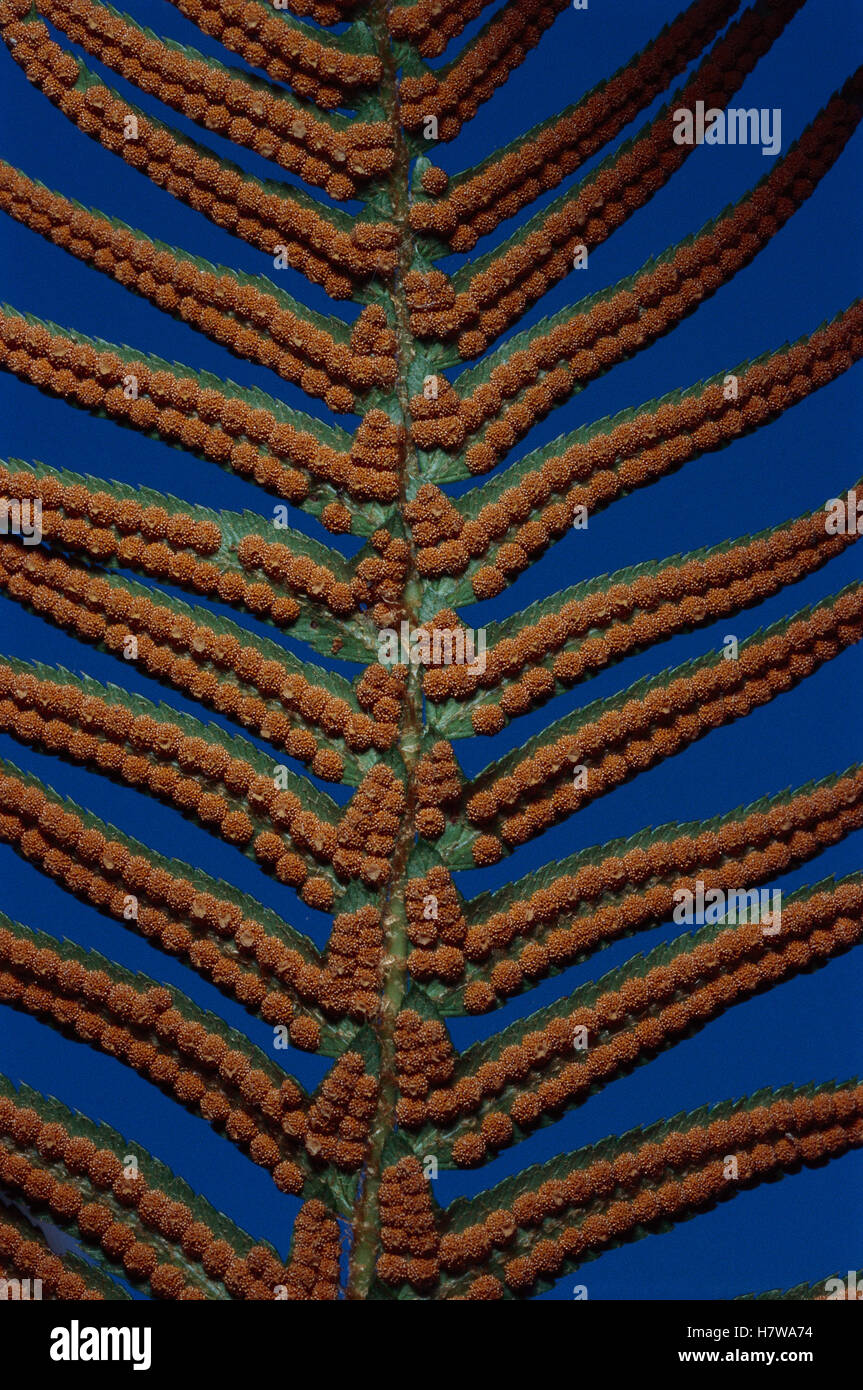 Sword Fern (Polystichum munitum) showing underside with spores, Cascade ...
