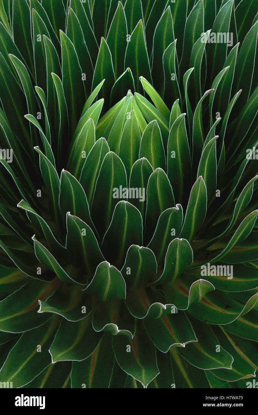 Giant Lobelia (Lobelia deckenii keniensis), Mount Kenya National Park ...