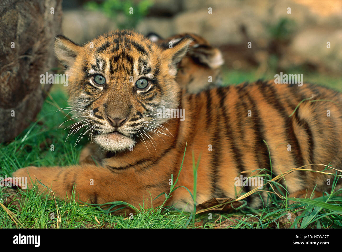 Sumatran Tiger (Panthera tigris sumatrae) cub, endangered species ...