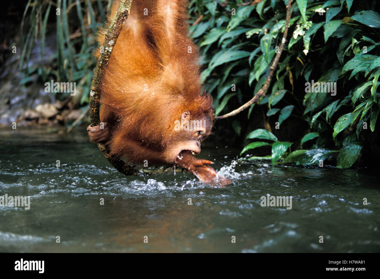Orangutan (Pongo pygmaeus) drinking from river, Gunung Leuser National ...