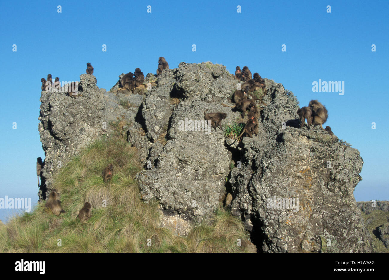 Gelada Baboon (Theropithecus gelada) group on sleeping rock, Simien ...