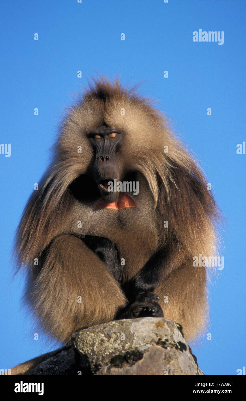 Gelada Baboon (Theropithecus gelada) male calling, Simien Mountain ...