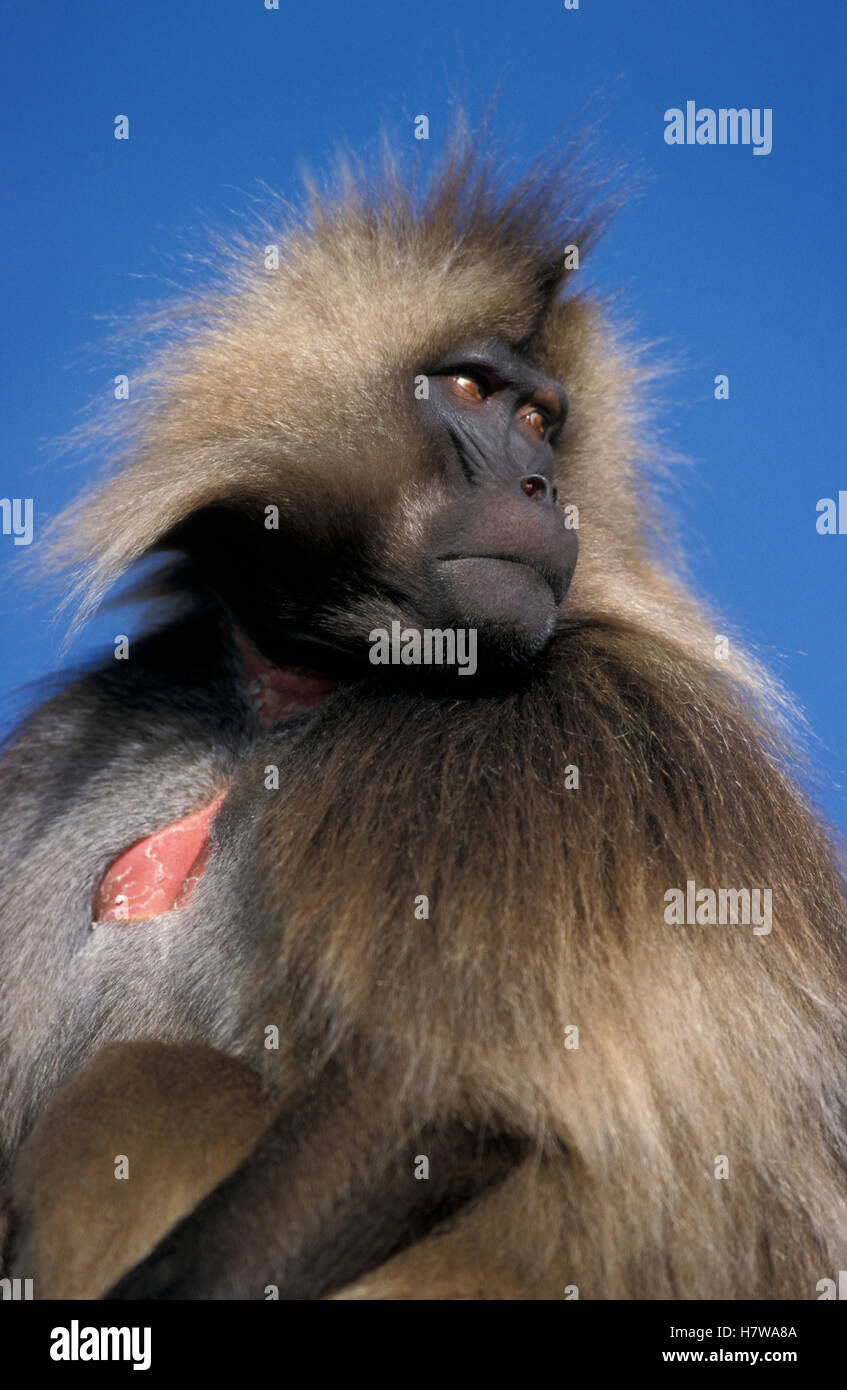 Gelada Baboon (Theropithecus gelada) male, Simien Mountain National ...