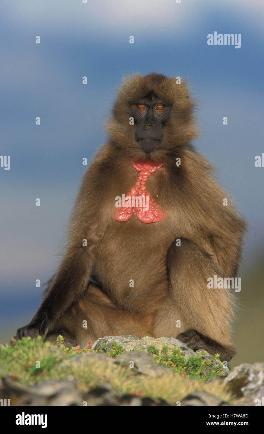 Gelada Baboon (Theropithecus gelada) female, Simien Mountain National ...