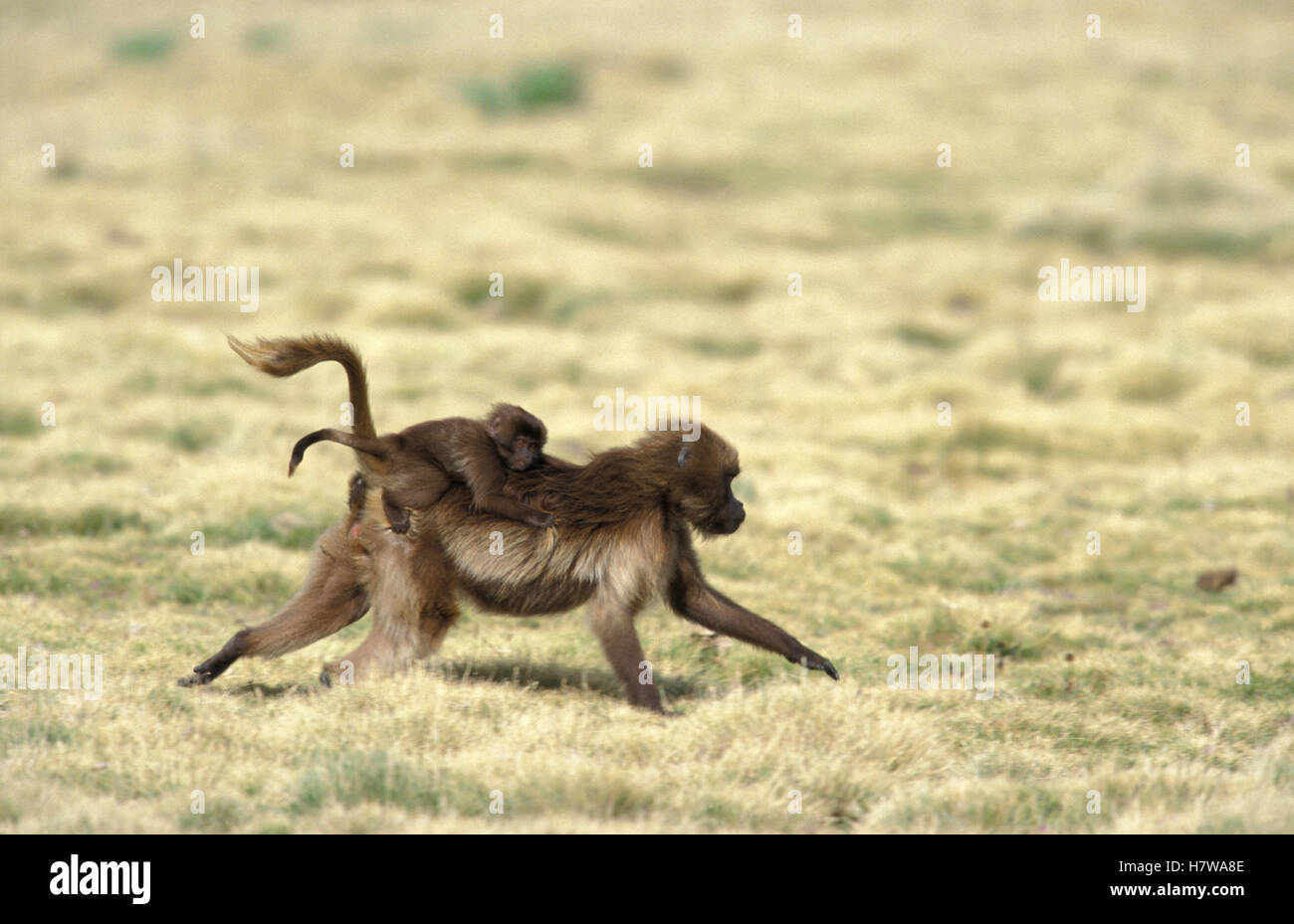 Gelada Baboon (Theropithecus gelada) mother and baby running, Simien ...