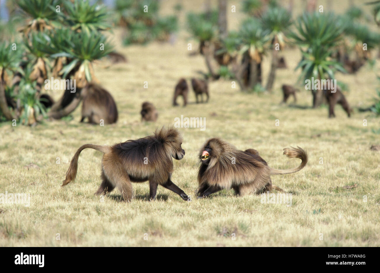 Gelada Baboon (Theropithecus gelada) males fighting, Simien Mountain ...