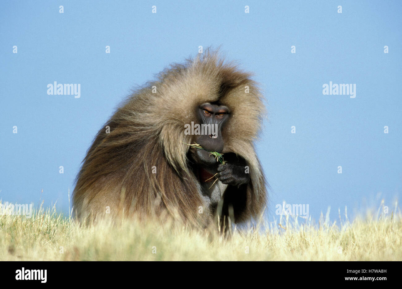 Gelada Baboon (Theropithecus gelada) male feeding, Simien Mountain ...