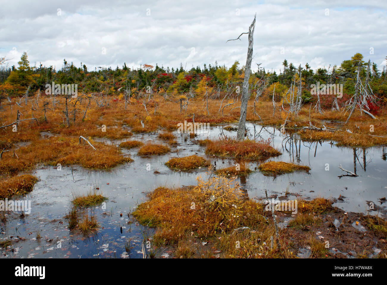 Bog in Cape Breton Highlands National Park, Nova Scotia, Canada Stock ...