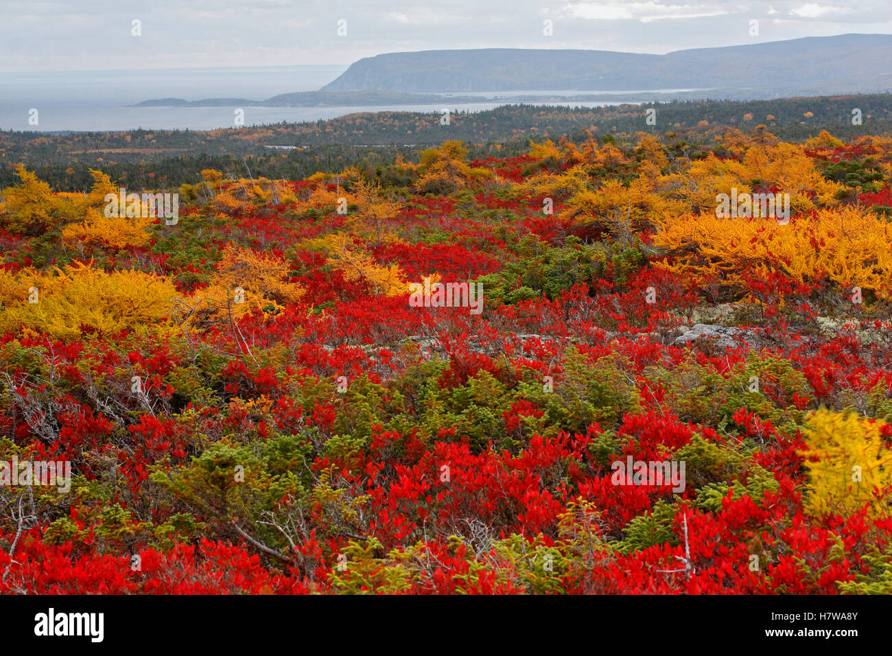 Autumn foliage, Cape Breton Highlands National Park with Gulf of St ...
