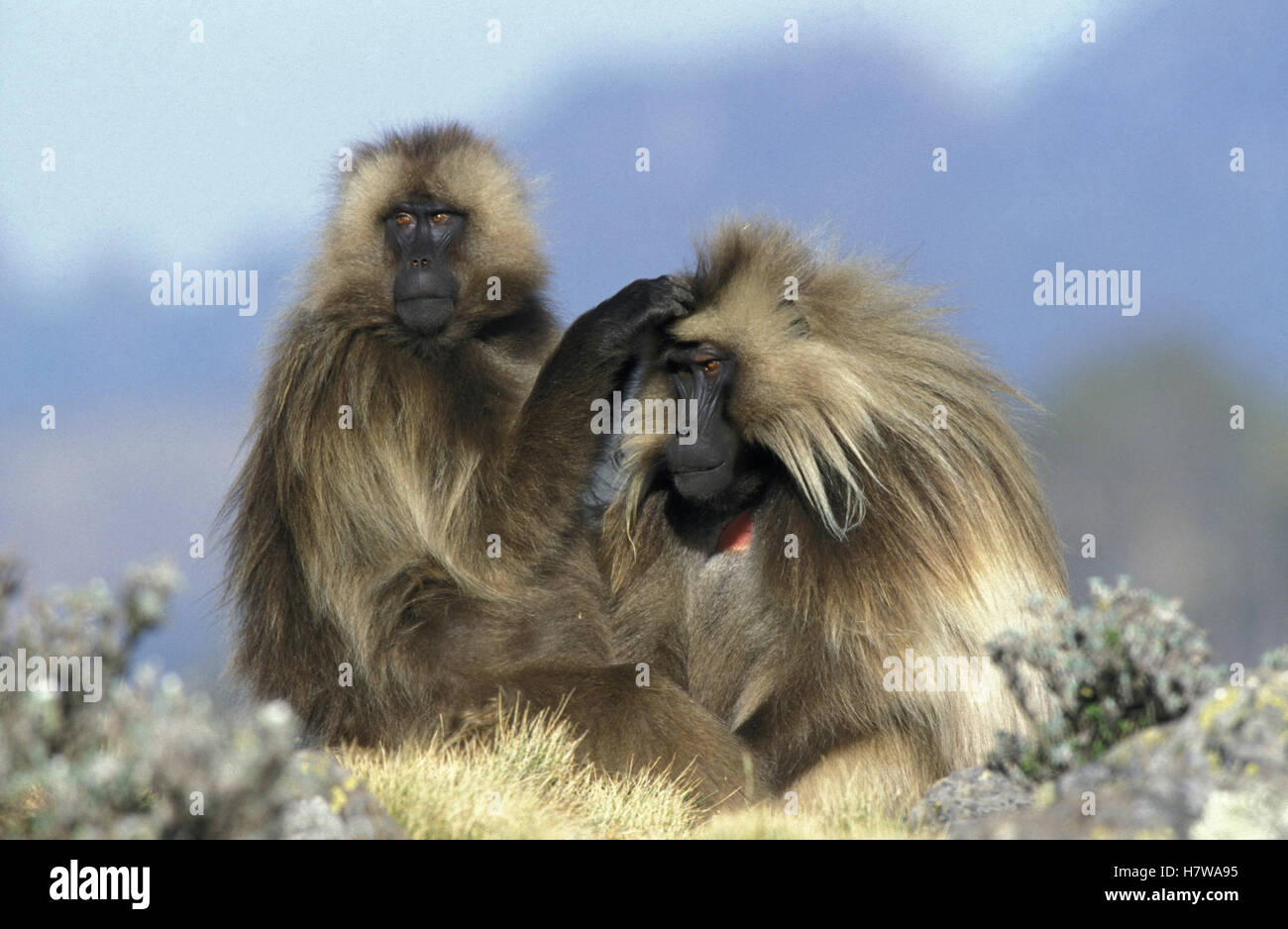 Gelada Baboon (Theropithecus gelada) female grooming male, Ethiopia ...