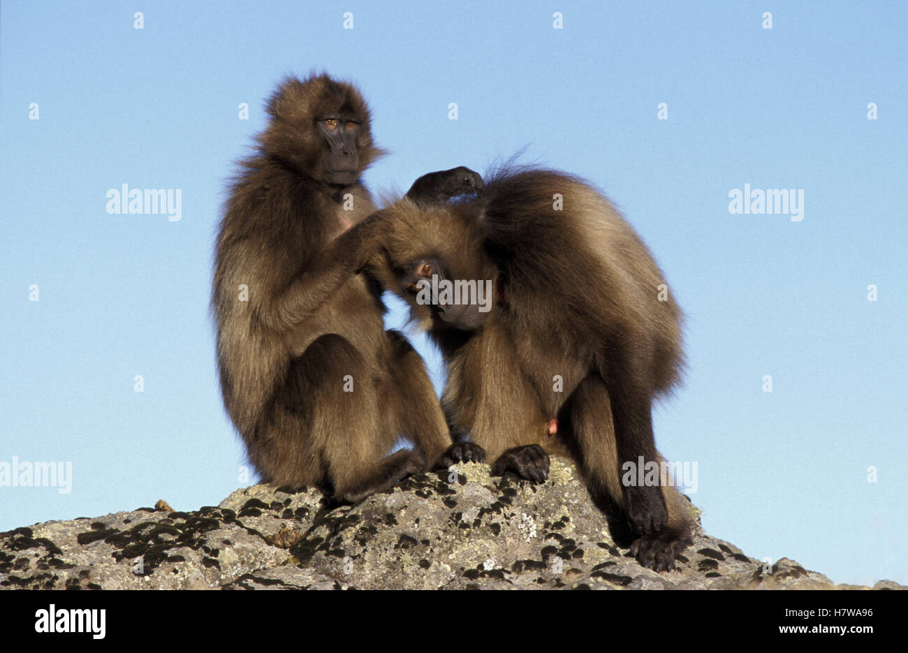 Gelada Baboon (Theropithecus gelada) female grooming male, Ethiopia ...