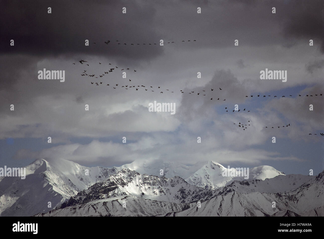 Sandhill Crane (Grus canadensis) flock flying during migration, Alaska ...