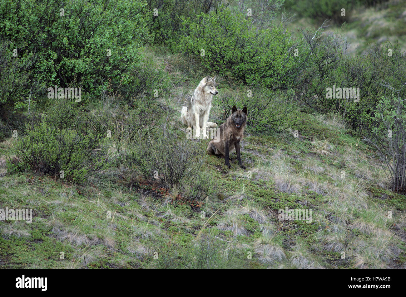 Timber Wolf (Canis lupus) pair sitting on hillside, Alaska Stock Photo ...