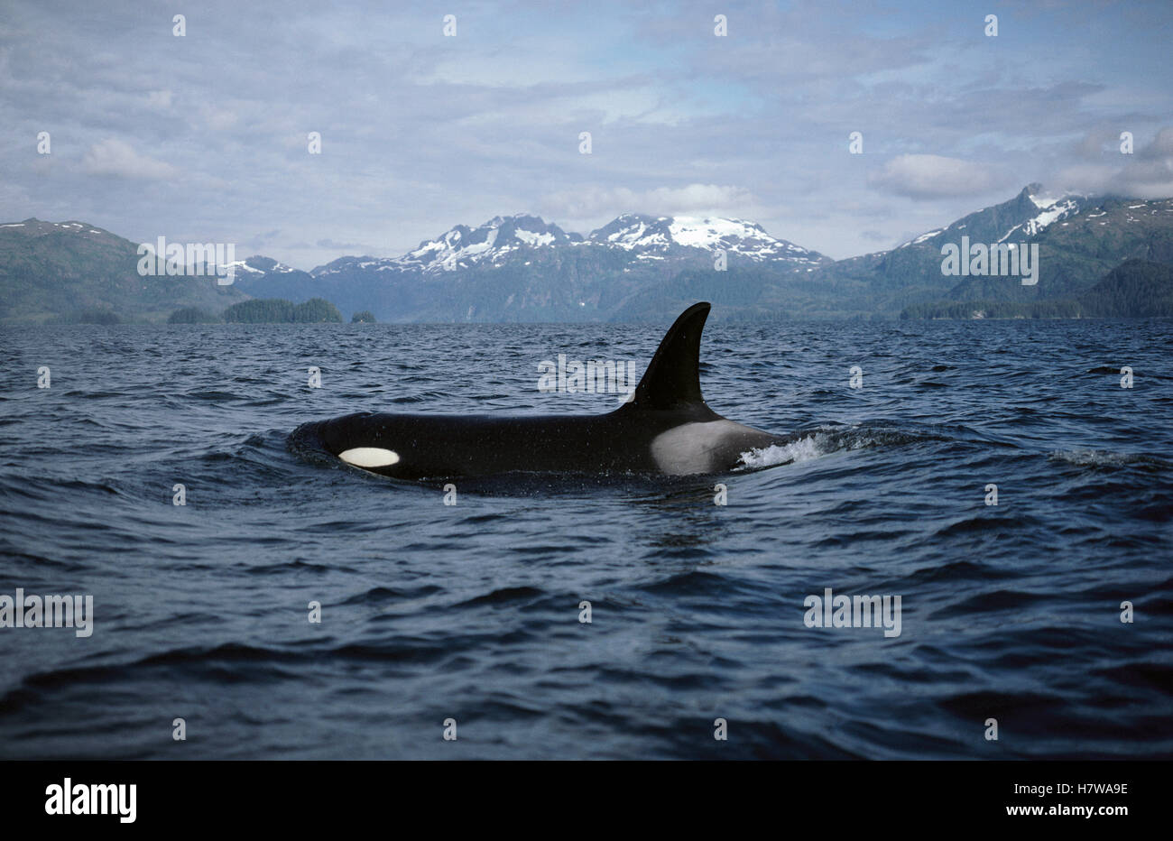 Orca (Orcinus orca) female surfacing, Alaska Stock Photo - Alamy