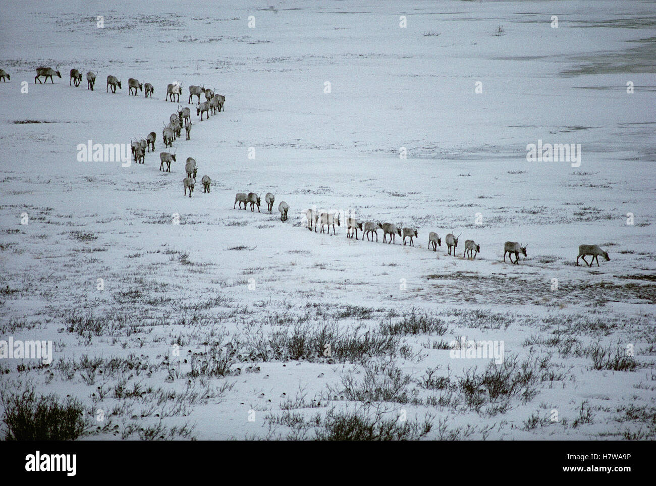 Caribou (Rangifer tarandus) herd migrating, Alaska Stock Photo - Alamy
