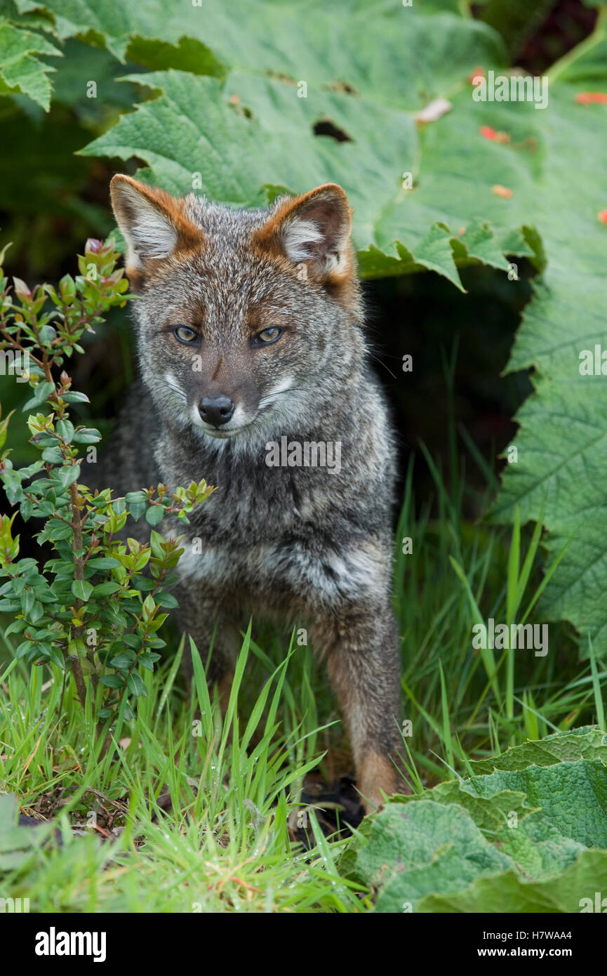 Darwin's Zorro (Lycalopex fulvipes) a critically endangered fox, Chiloe ...
