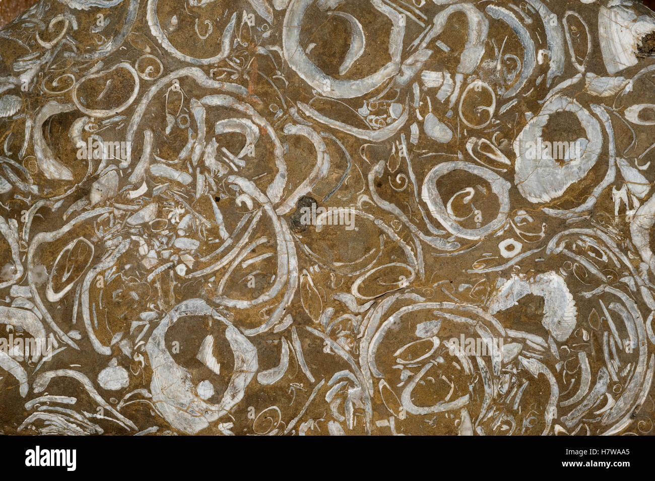 Fossil shellfish in sandstone, Chiloe National Park, Chiloe Island ...