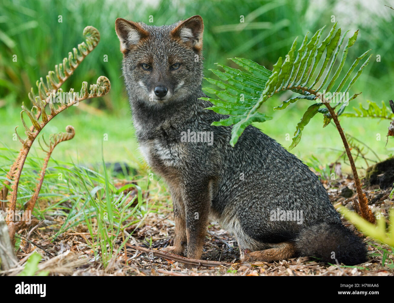 Darwin's Zorro (Lycalopex fulvipes) a critically endangered fox, Chiloe ...