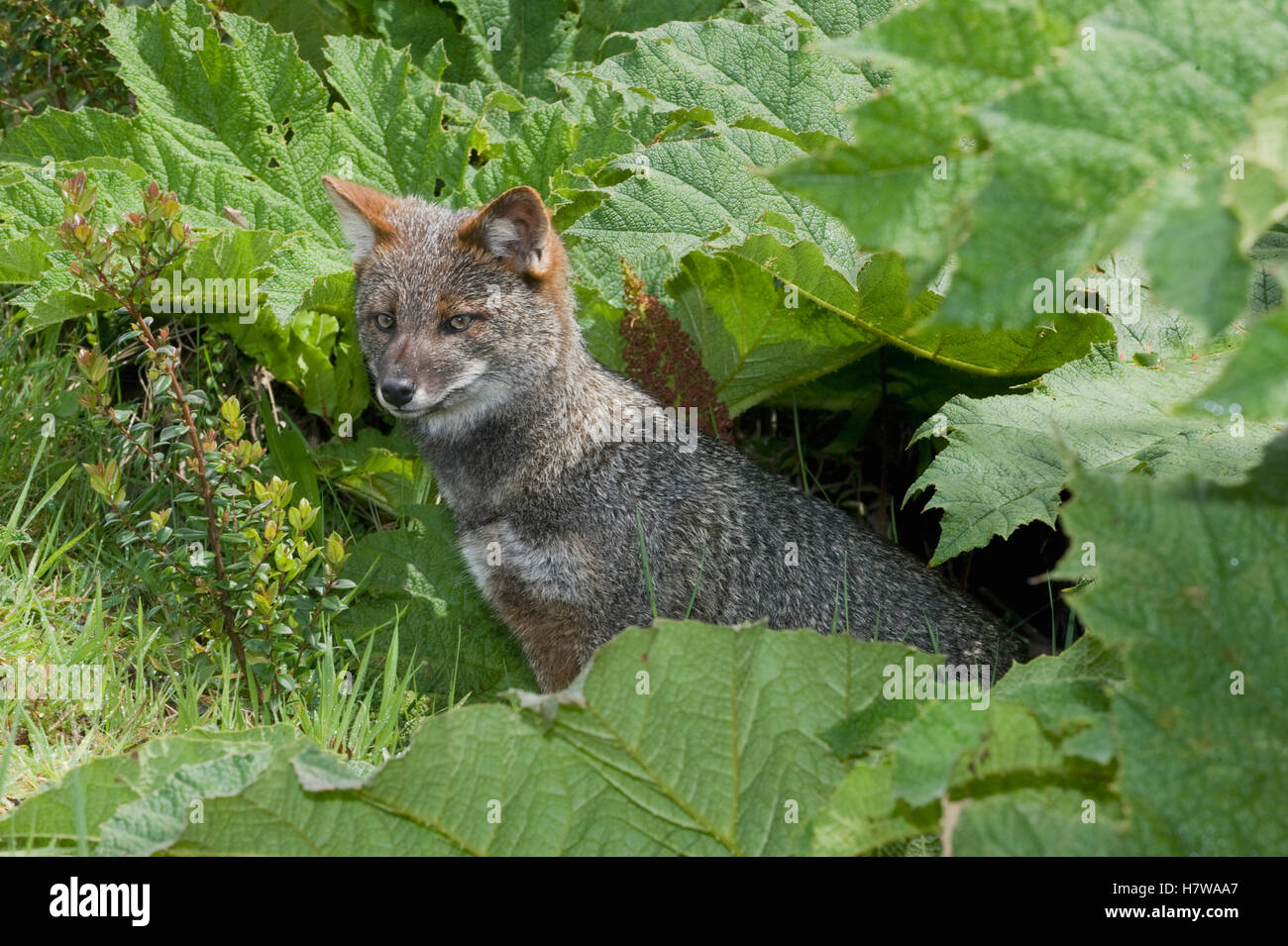 Darwin's Zorro (Lycalopex fulvipes) a critically endangered fox, Chiloe ...