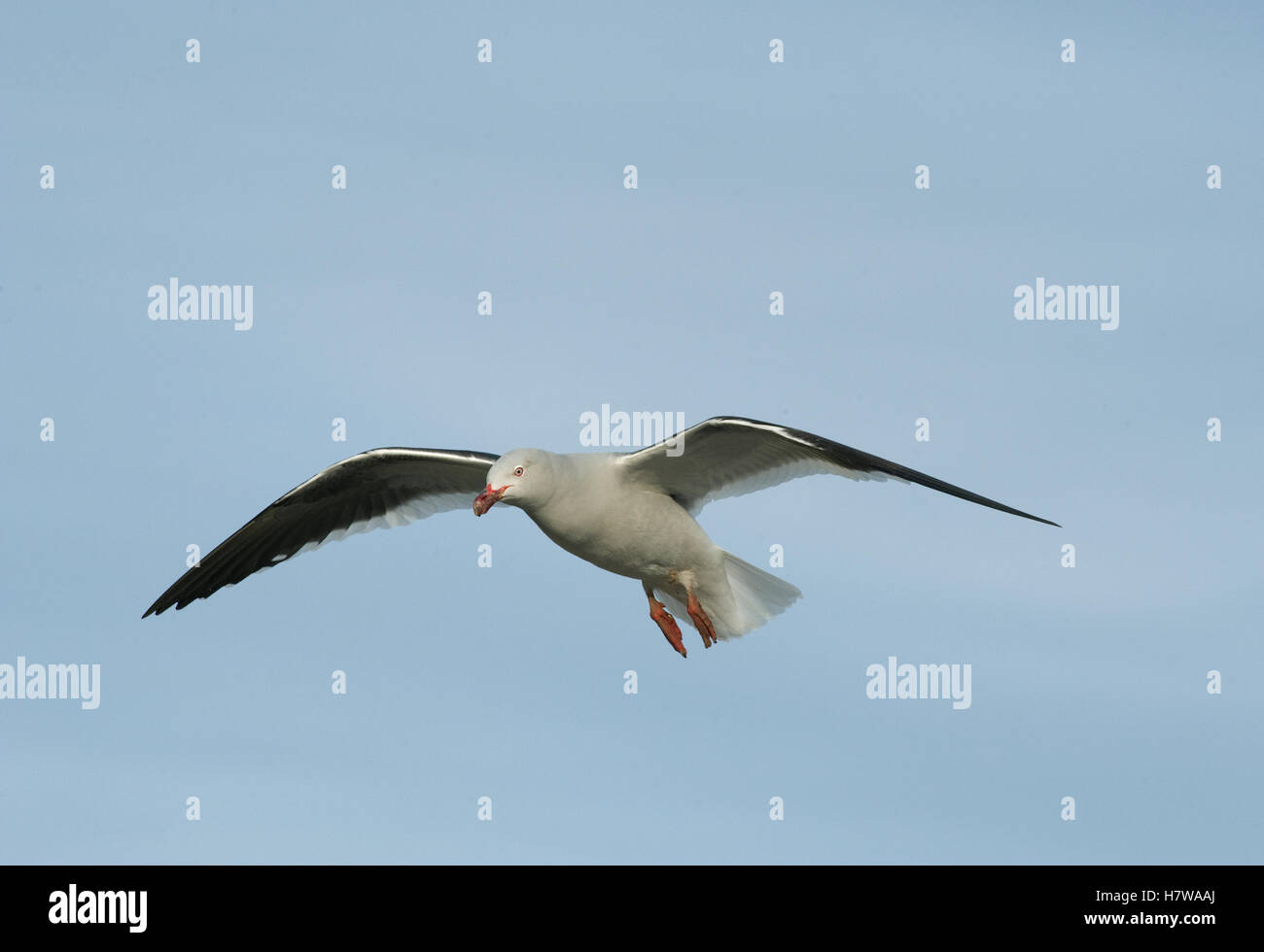 Dolphin Gull (Leucophaeus scoresbii) flying, Falkland Islands Stock ...