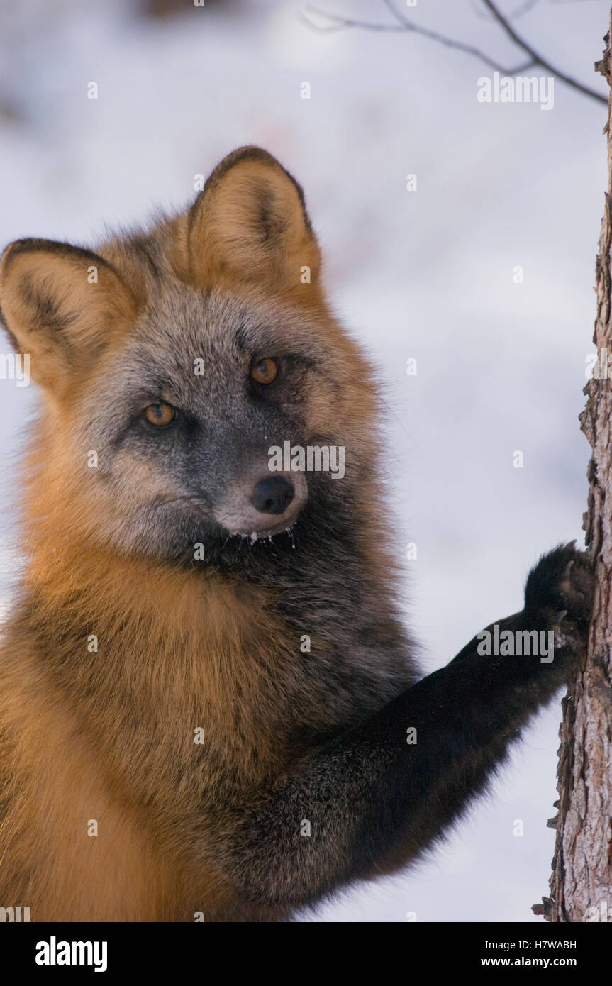 Red Fox (Vulpes vulpes) scratching tree, Alaska Stock Photo - Alamy