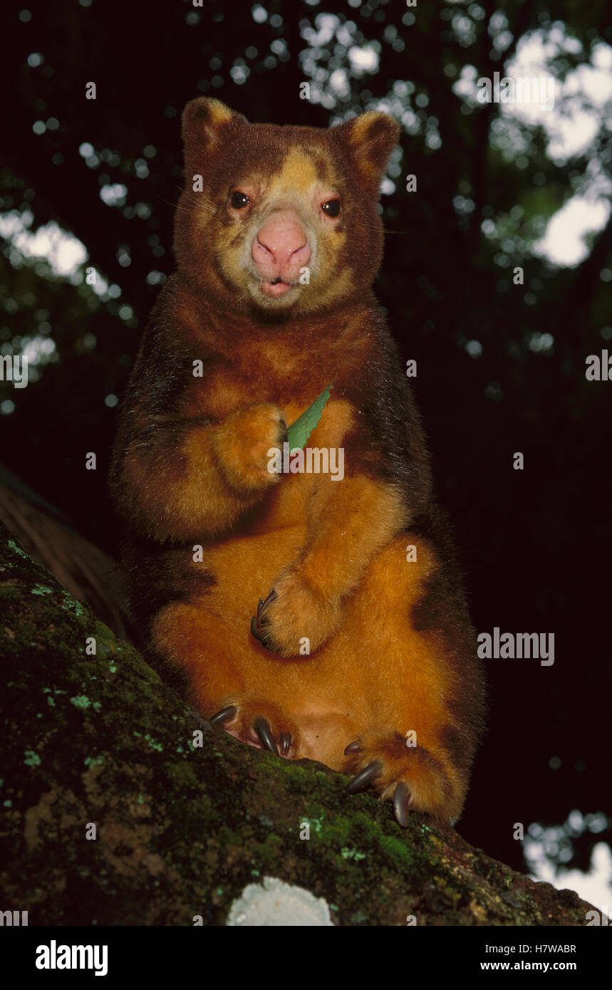 Matschie's Tree Kangaroo (Dendrolagus matschiei) holding a leaf, Papua ...