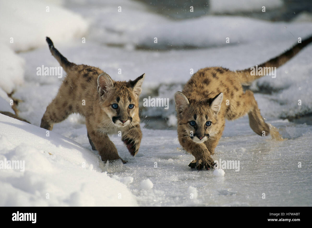 Mountain Lion (Puma concolor) cubs playing in snow, Utah Stock Photo ...