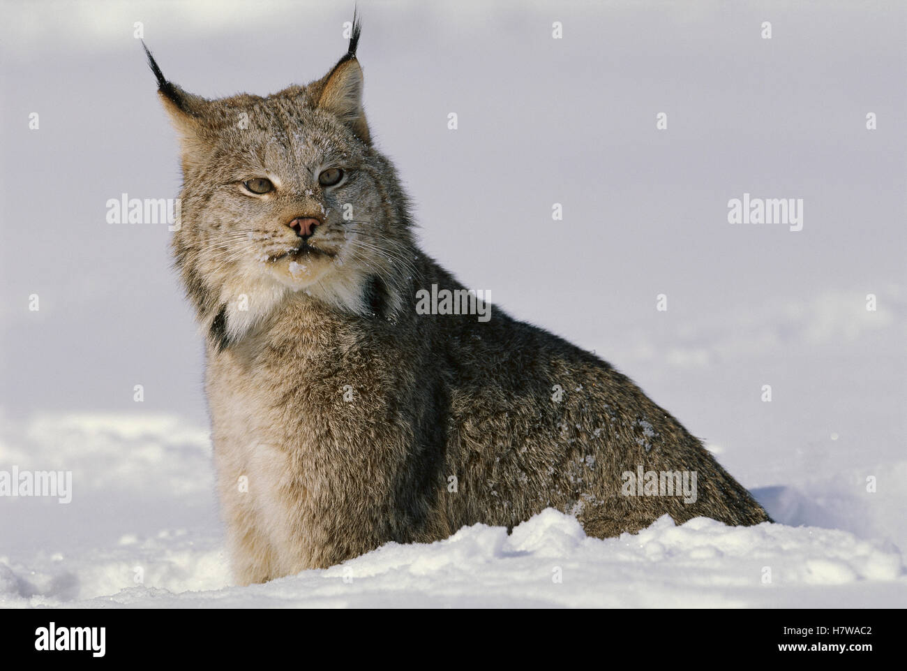 Canada Lynx (Lynx canadensis) in snow, Montana Stock Photo - Alamy