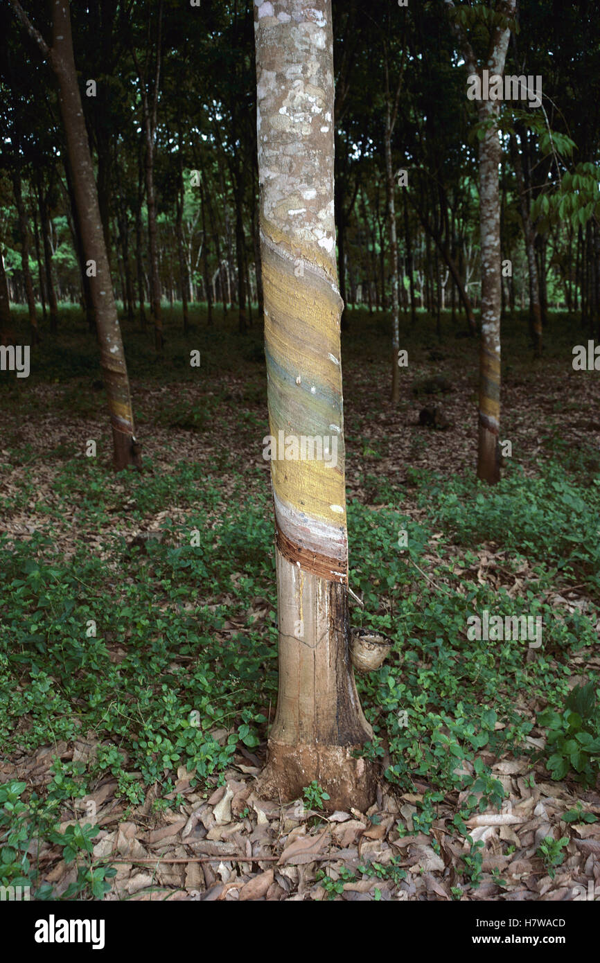 Rubber Tree (Hevea brasiliensis) trunk showing incisions and tap to ...