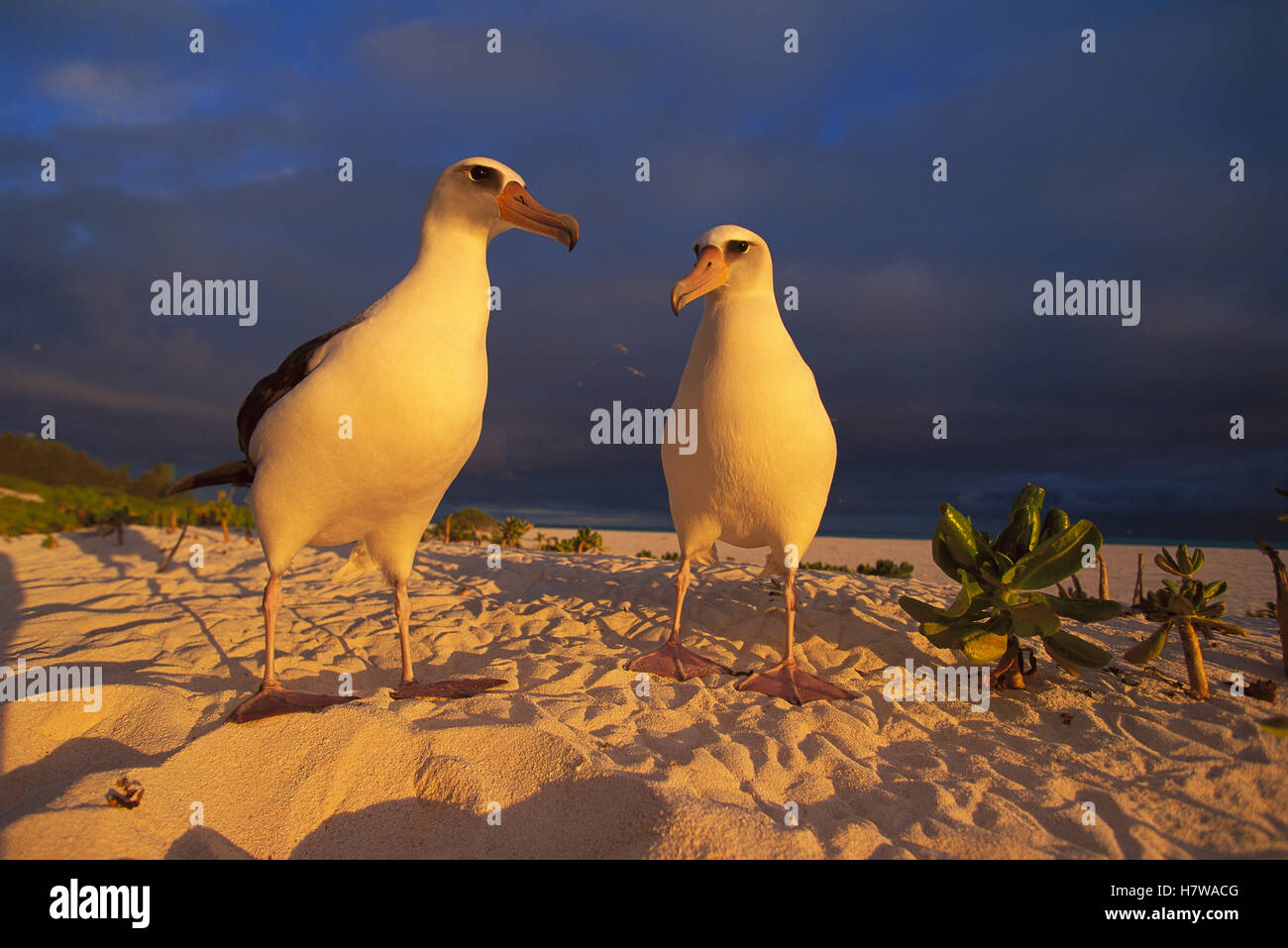 Laysan Albatross (Phoebastria immutabilis) pair on beach, Hawaii Stock ...