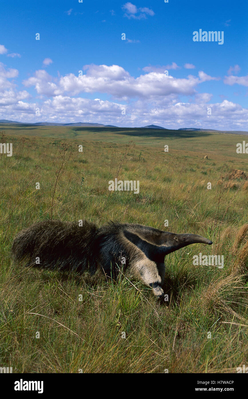 Giant Anteater (Myrmecophaga tridactyla) in Cerrado ecosystem, Serra de ...
