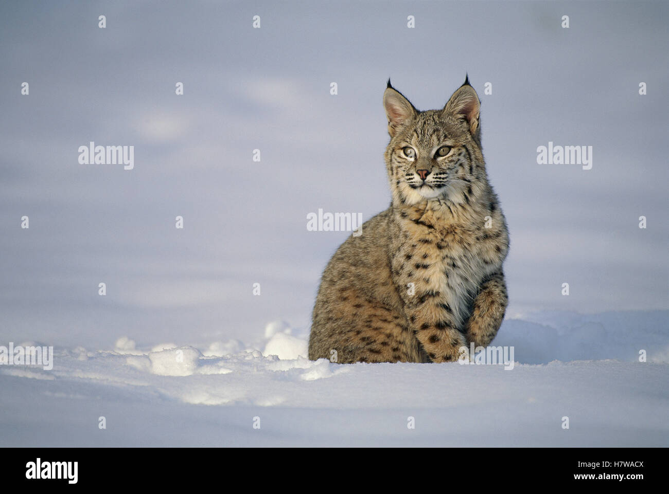 Bobcat (Lynx rufus) in snow, Uinta National Forest, Utah Stock Photo ...
