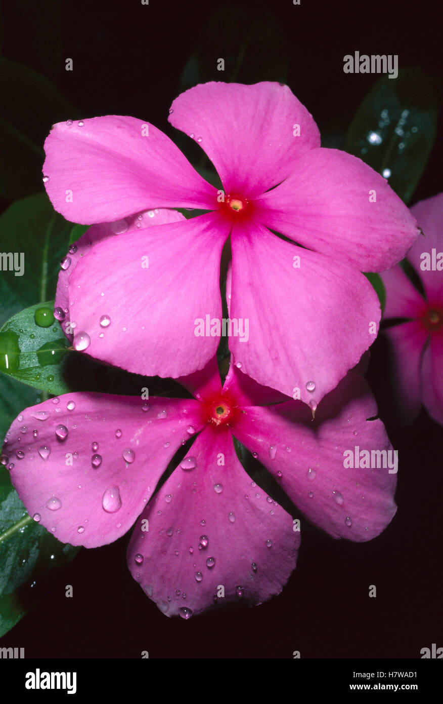 Rosy Periwinkle (Catharanthus roseus) leaves and flowers used for anti ...