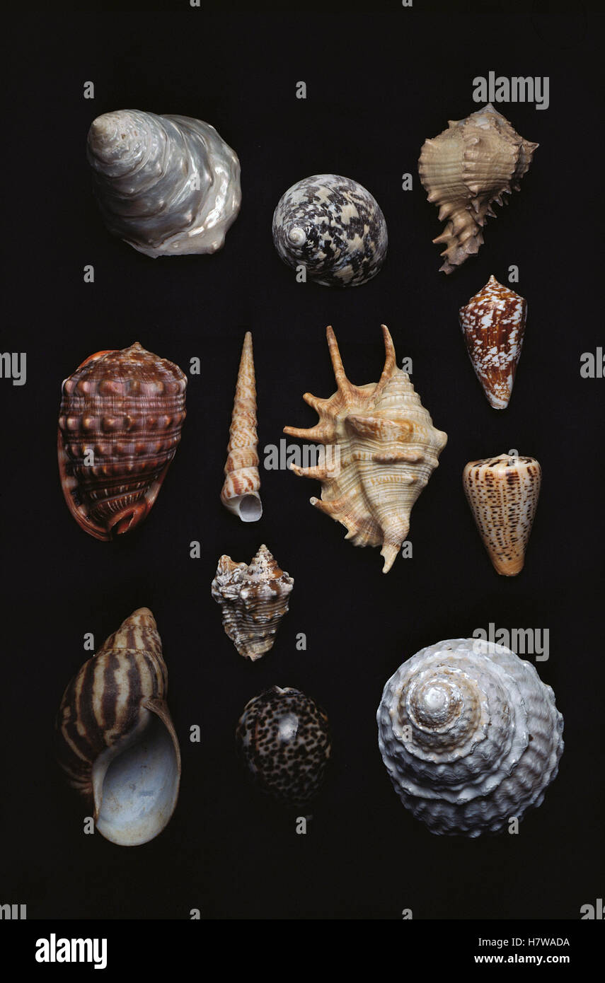 Seashell collection showing diversity of shapes and sizes Stock Photo ...