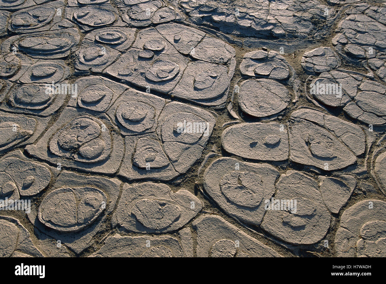 Dry mud flats, Death Valley National Park, California Stock Photo - Alamy