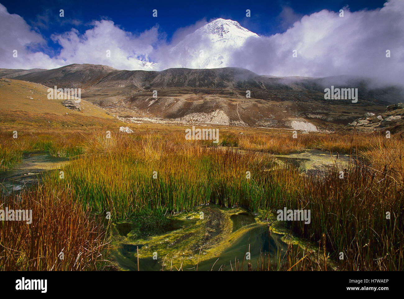 Alpine marsh and reeds, Hinku Valley, Makalu-Barun National Park, Nepal ...