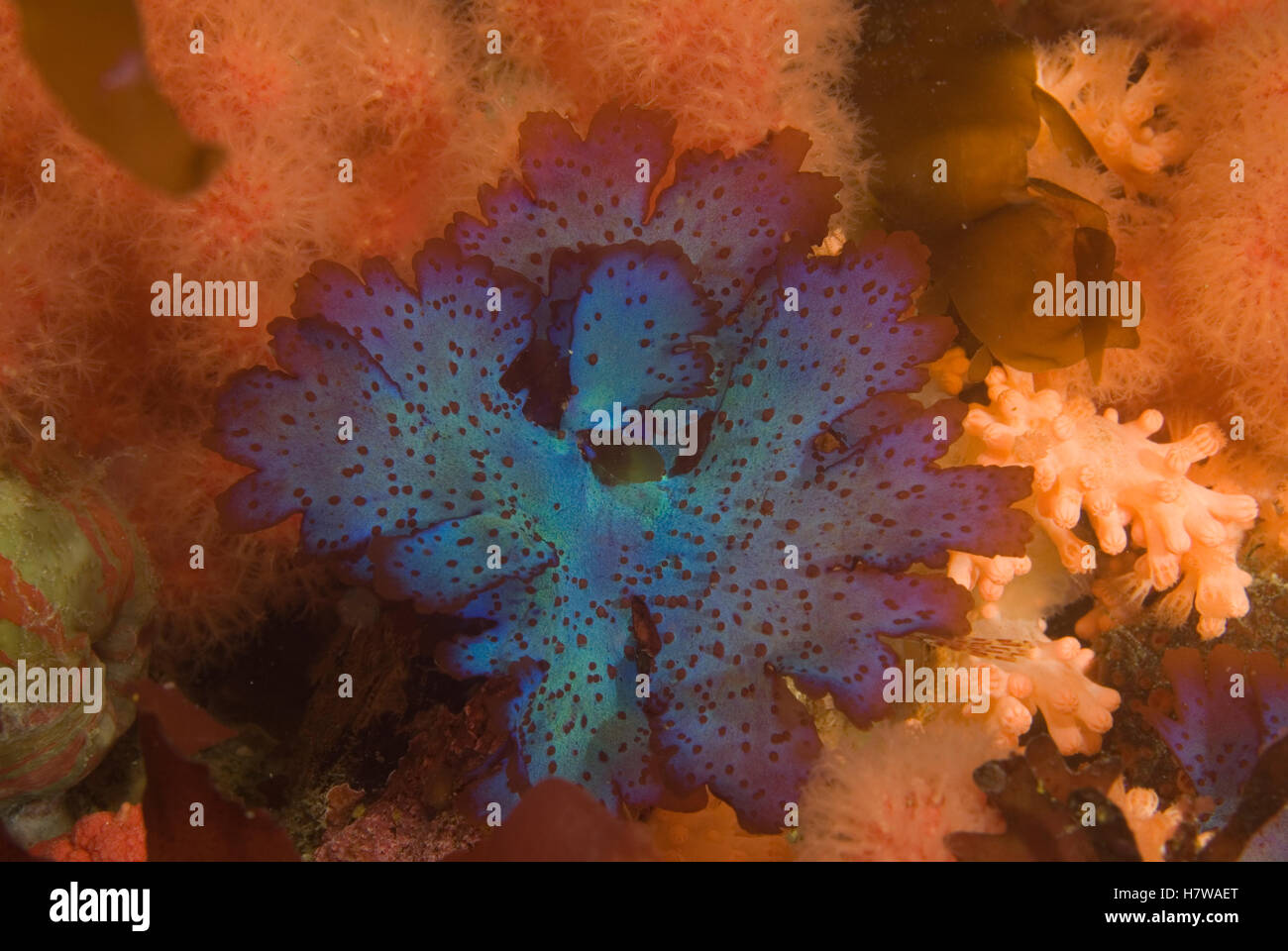 Red Algae (Fauchea laciniata) reflecting light off of gland cells ...