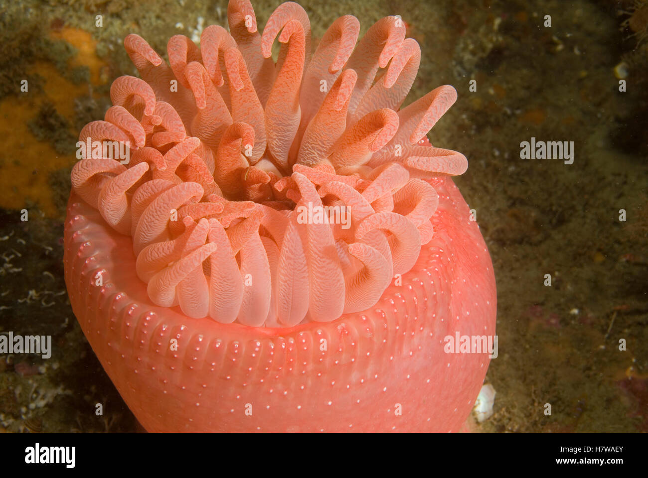 Fernald Brooding Anemone (Cribrinopsis fernaldi) stinging tentacles ...