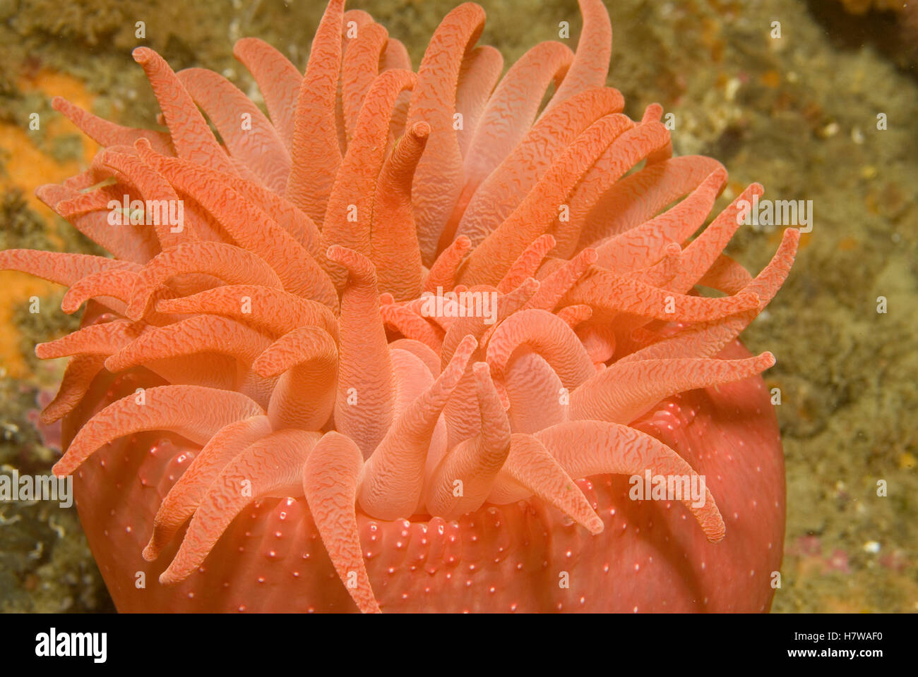 Fernald Brooding Anemone (Cribrinopsis fernaldi) stinging tentacles ...