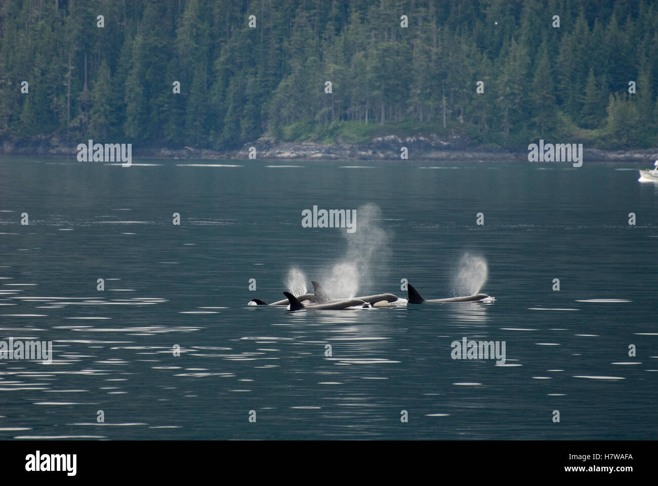 Orca (Orcinus orca) pod surfacing, Vancouver Island, Canada Stock Photo ...